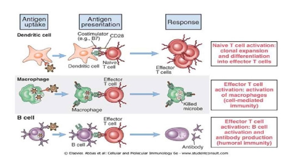 Clulas y molculas del sistema inmune Respuesta inmunolgica