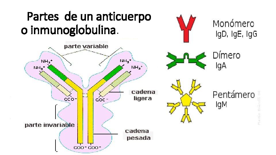 Clulas y molculas del sistema inmune Respuesta inmunolgica