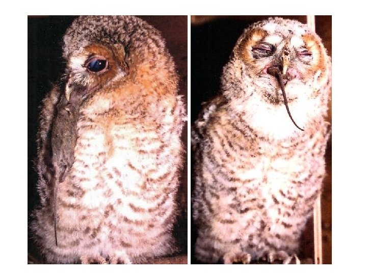 OWL PELLET PRELAB OWL PELLETS Owl pellets are