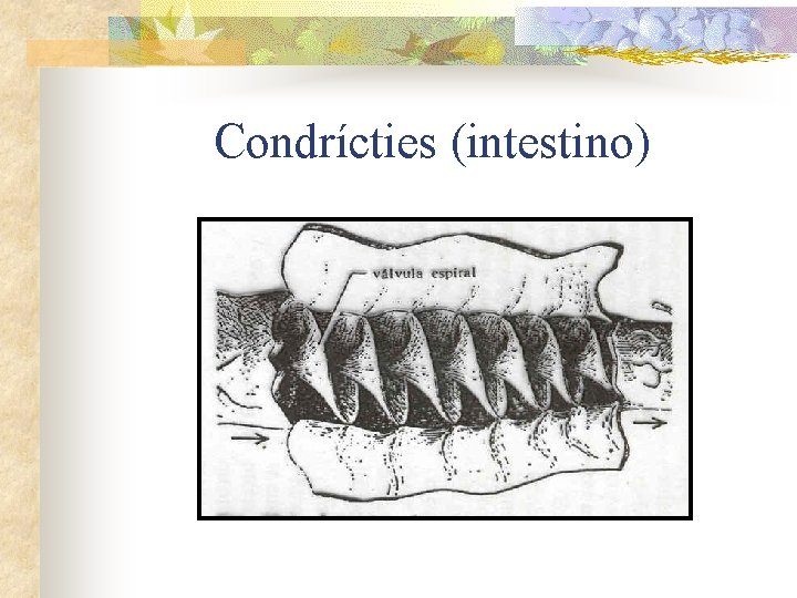 ZOOLOGIA Cordados Peixes Superclasse Gnathostomata Aparecimento de ...