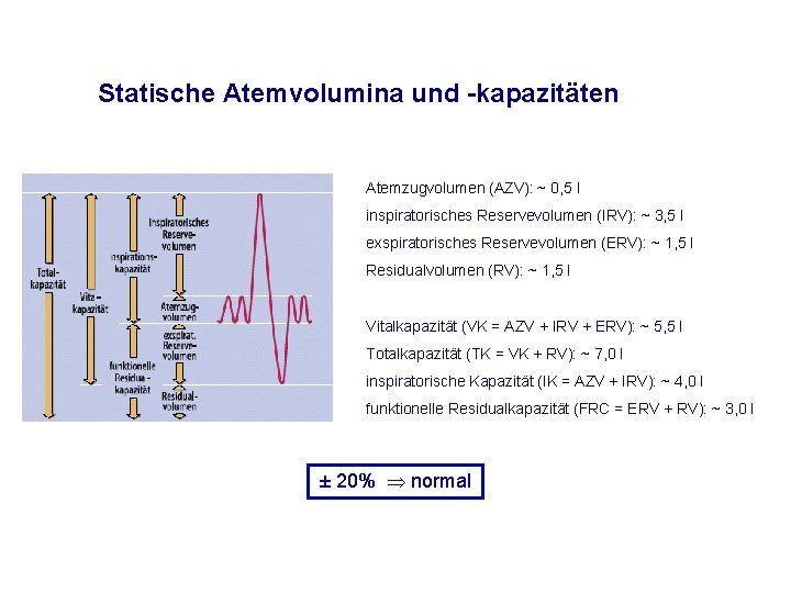 Seminarthemen Atmung 1 Struktur und Dynamik des Respiratorischen