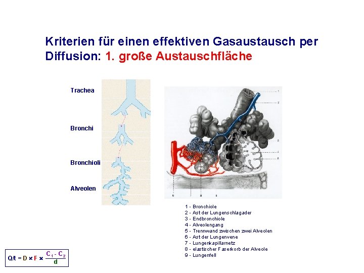 Seminarthemen Atmung 1 Struktur und Dynamik des Respiratorischen