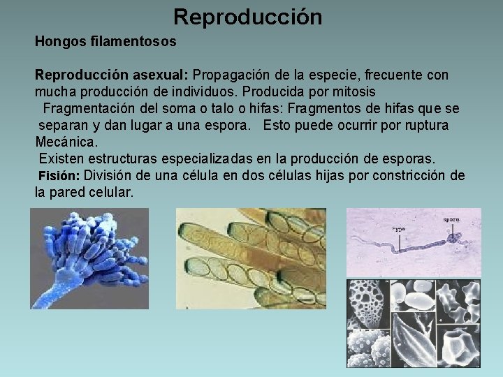 ESTRUCTURA Y FUNCIN DE HONGOS Caractersticas generales Los
