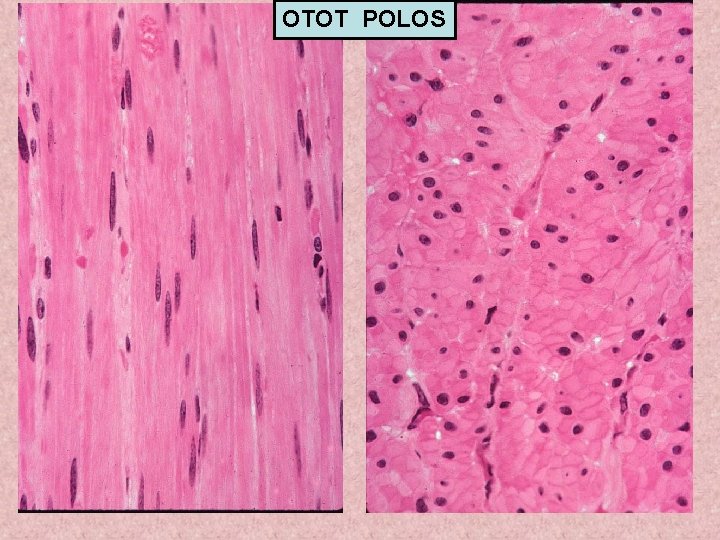 HISTOLOGI STRUKTUR FUNGSI JARINGAN DASAR STRUKTUR FUNGSI JARINGAN