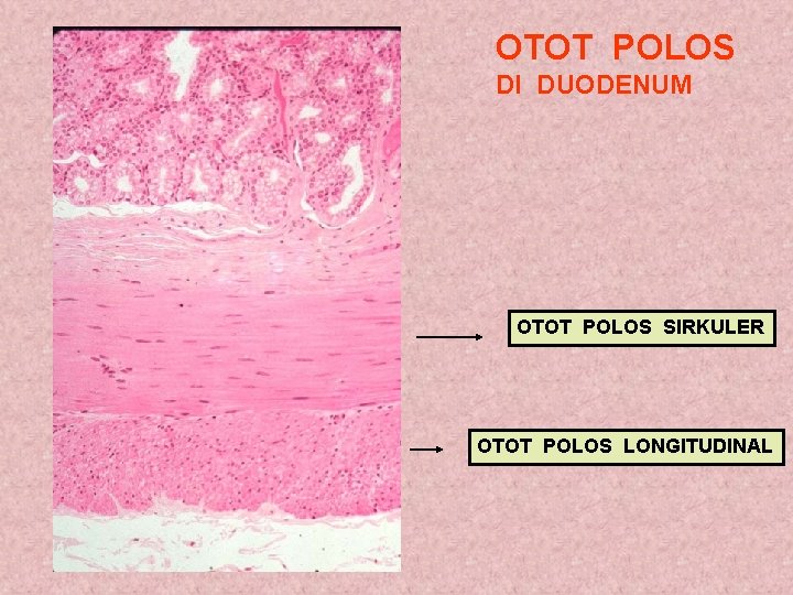 HISTOLOGI STRUKTUR FUNGSI JARINGAN DASAR STRUKTUR FUNGSI JARINGAN