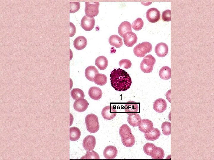 HISTOLOGI STRUKTUR FUNGSI JARINGAN DASAR STRUKTUR FUNGSI JARINGAN