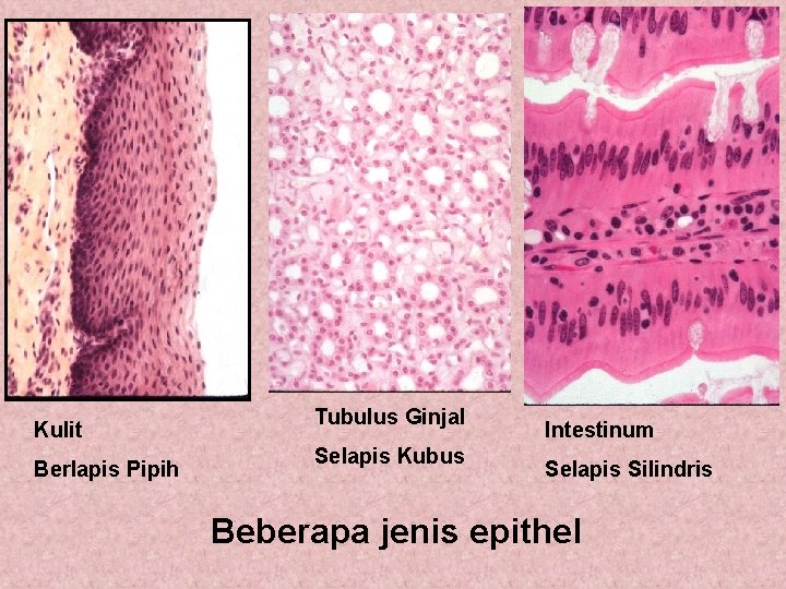 HISTOLOGI STRUKTUR FUNGSI JARINGAN DASAR STRUKTUR FUNGSI JARINGAN