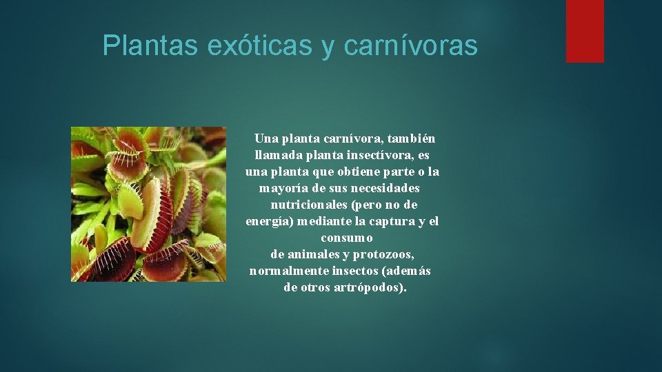 Plantas exticas y carnvoras Una planta carnvora tambin