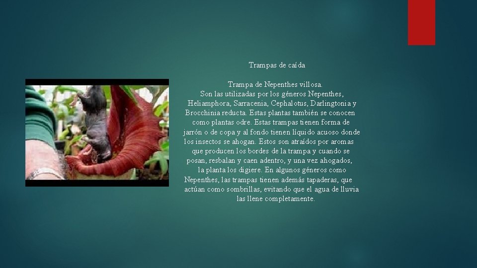 Plantas exticas y carnvoras Una planta carnvora tambin