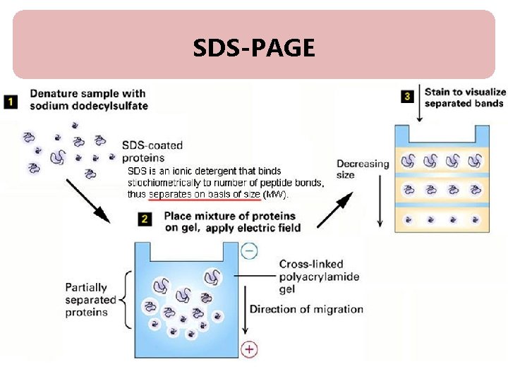 Chapter 8 SDSPAGE Analysis and Molecular Weight Determination