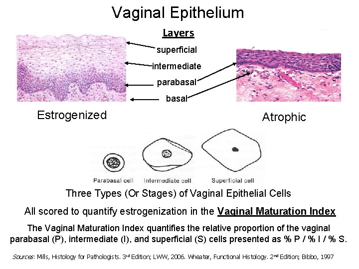 Vaginal cytological characteristics as a biomeasure of estrogenization