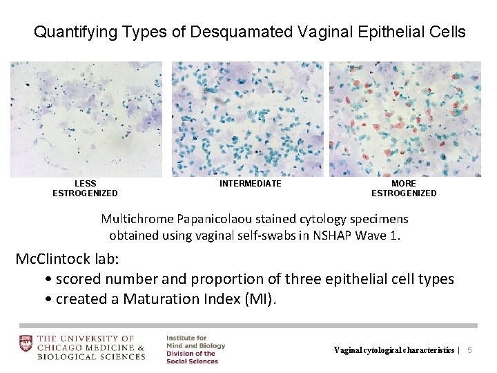 Vaginal cytological characteristics as a biomeasure of estrogenization