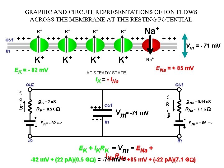 LECTURE 4 MEASURING MEMBRANE CONDUCTANCE AND CAPACITANCE VOLTAGECLAMP