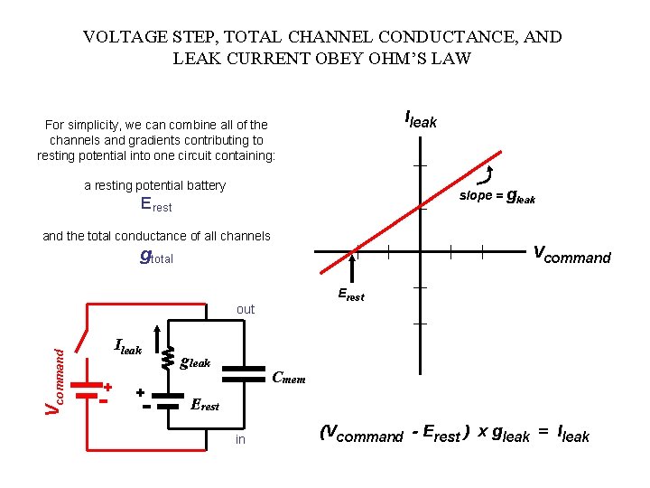 LECTURE 4 MEASURING MEMBRANE CONDUCTANCE AND CAPACITANCE VOLTAGECLAMP