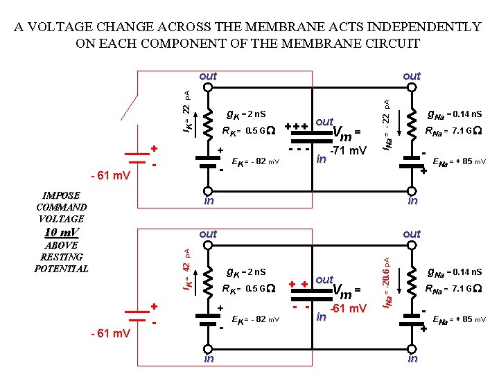 LECTURE 4 MEASURING MEMBRANE CONDUCTANCE AND CAPACITANCE VOLTAGECLAMP