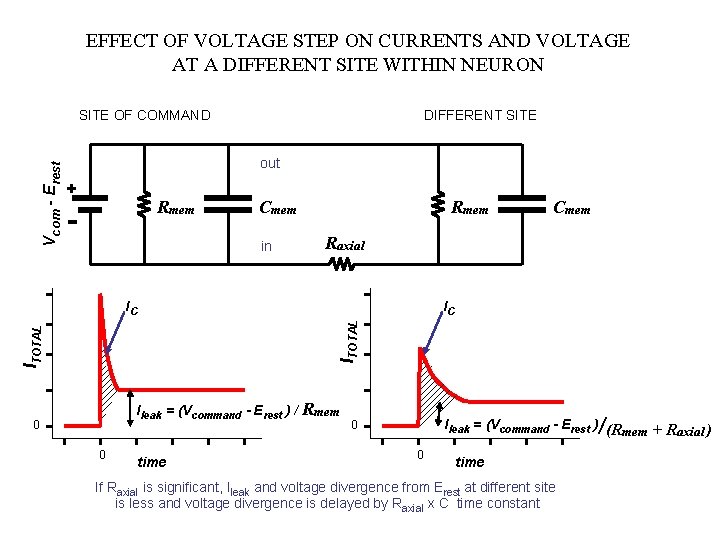 LECTURE 4 MEASURING MEMBRANE CONDUCTANCE AND CAPACITANCE VOLTAGECLAMP