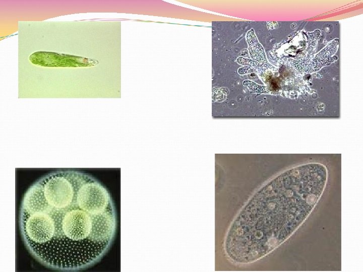 The World of Amoeba Euglena Paramecium and Volvox