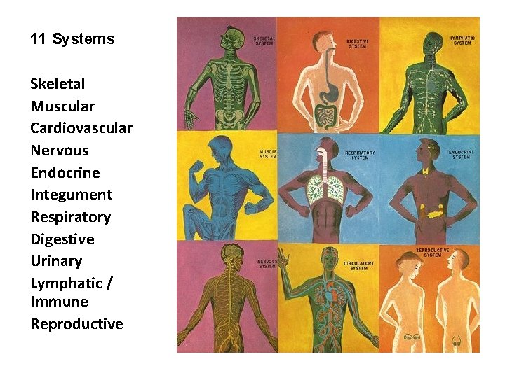 The Human Body Introduction and Orientation Opening Assignment