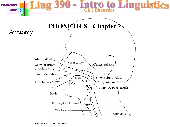 Phonetics Slide 1 Ch 2 Phonetics Chapter 2