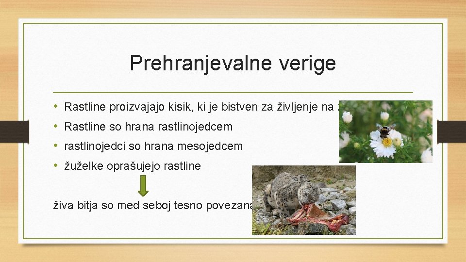 PREHRANJEVALNE VERIGE IN SPLETI Prehranjevalne verige Rastline proizvajajo