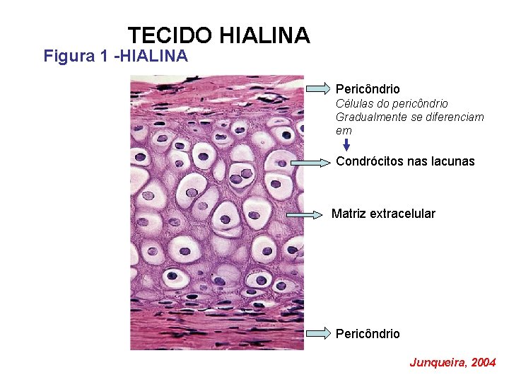 CAPTULO 5 HISTOLOGIA DO TECIDO CARTILAGINOSO Profa Ivana
