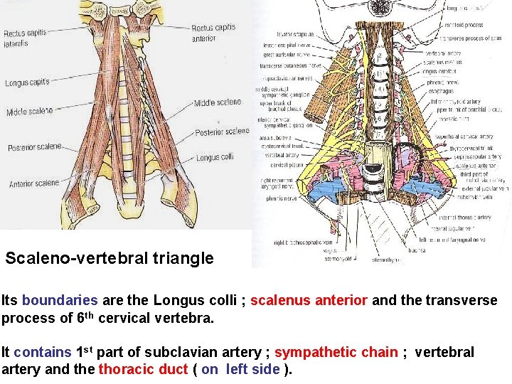 Scalenus Anterior Origin From the transverse processes of