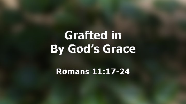 Grafted in By Gods Grace Romans 11 17