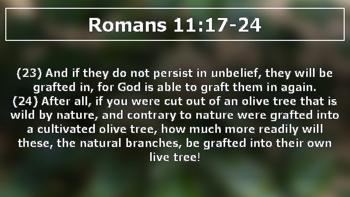 Grafted in By Gods Grace Romans 11 17