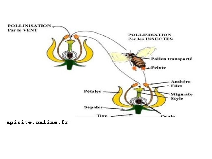 TP La formation des graines et des fruits