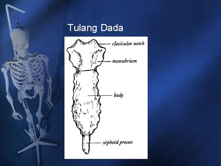 Sistem Gerak Pada Manusia Fungsi Rangka 1 2