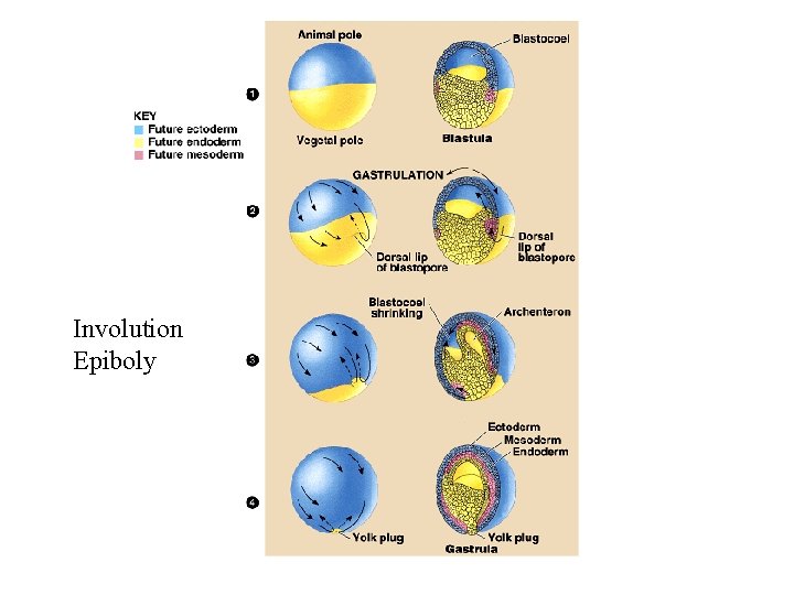 Cleavage follows fertilization Functions of cleavage Multicellular for