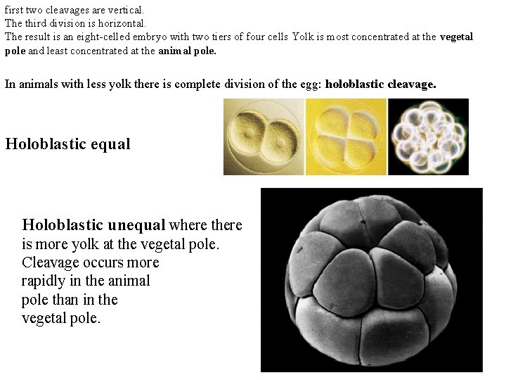 Cleavage follows fertilization Functions of cleavage Multicellular for