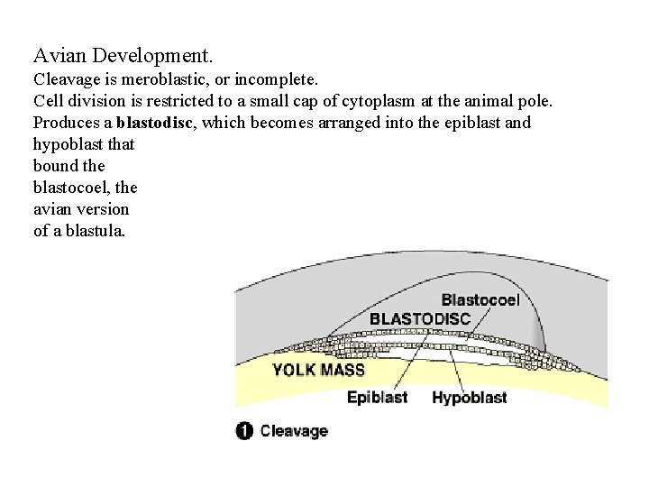 Cleavage follows fertilization Functions of cleavage Multicellular for