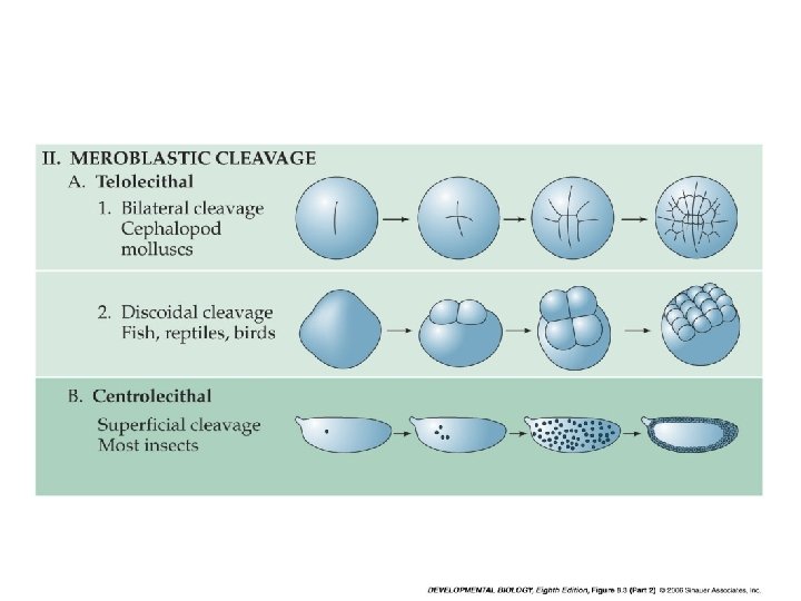 Cleavage follows fertilization Functions of cleavage Multicellular for
