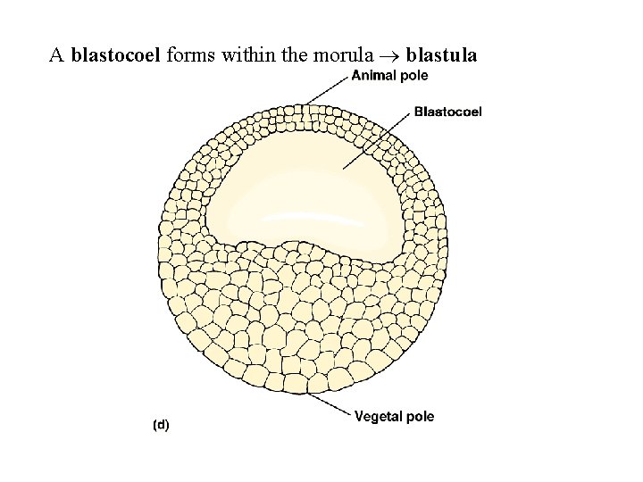 Cleavage follows fertilization Functions of cleavage Multicellular for