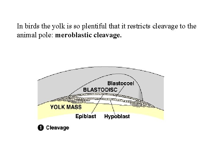 Cleavage follows fertilization Functions of cleavage Multicellular for