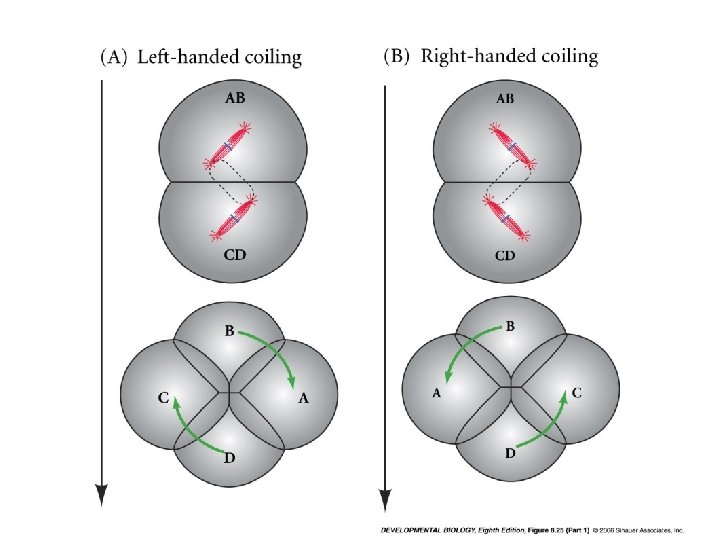 Cleavage follows fertilization Functions of cleavage Multicellular for