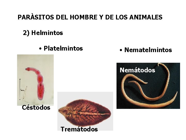 PARASITOLOGIA PARASITOLOGIA Rama de la biologa o microbiologa