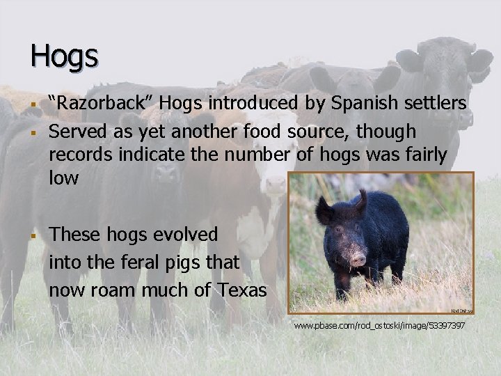 Farm Animals of Spanish Colonial Texas Large Livestock