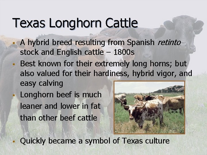 Farm Animals of Spanish Colonial Texas Large Livestock