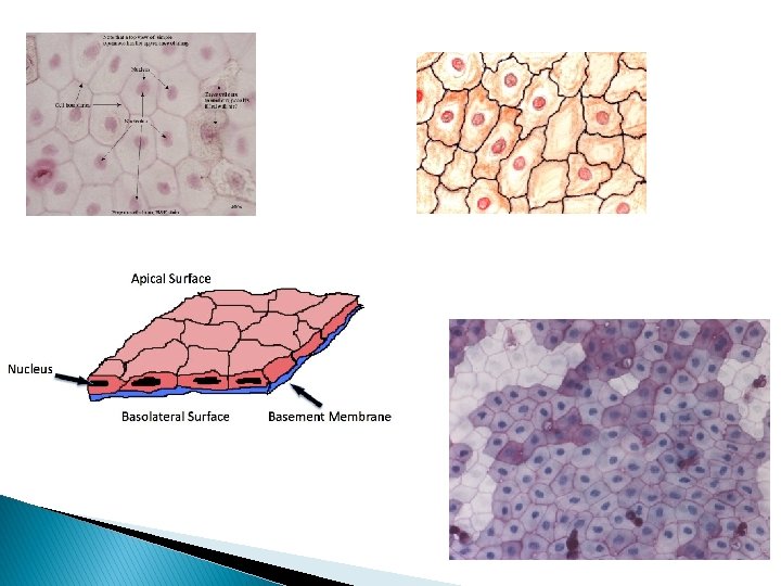 Body Tissues Four Main Types of Body Tissues