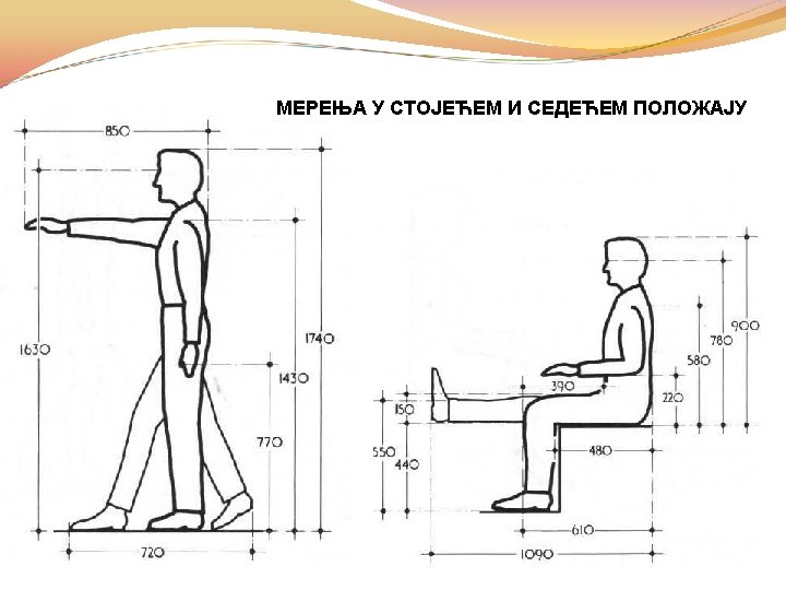 VERTEX TRAGION AKROMION ILIOCRISTALE TROCHANTERION BASIS BIOMEHANIKA ...