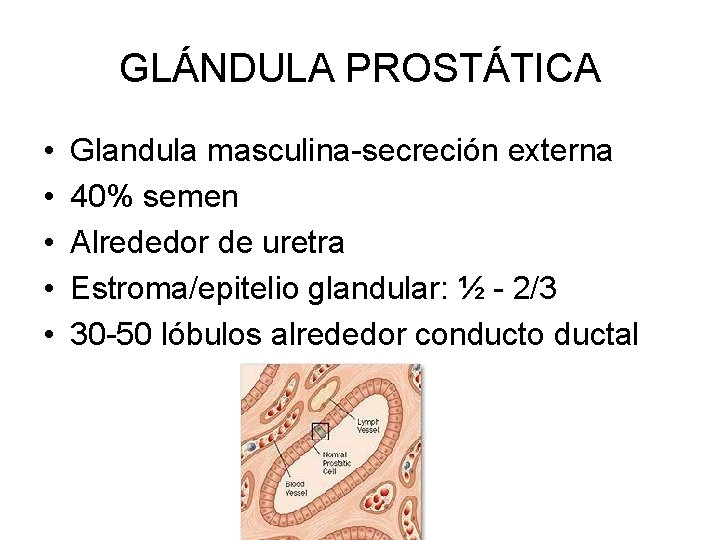 HIPERPLASIA BENIGNA DE PRSTATA HBP CNCER DE PRSTATA