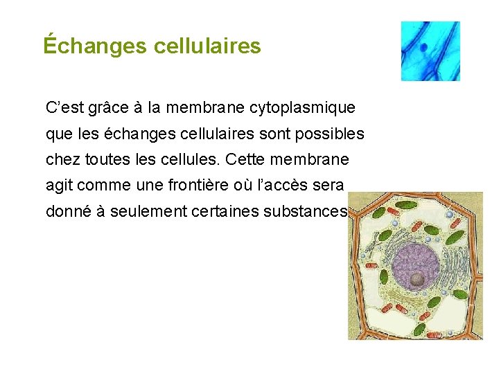 La cellule Les changes cellulaires Petit rappel Peuxtu