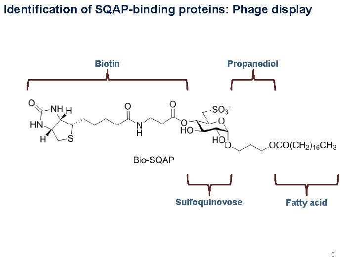 NOVEL ANTICANCER AGENT SQAP BINDS TO FOCAL ADHESION