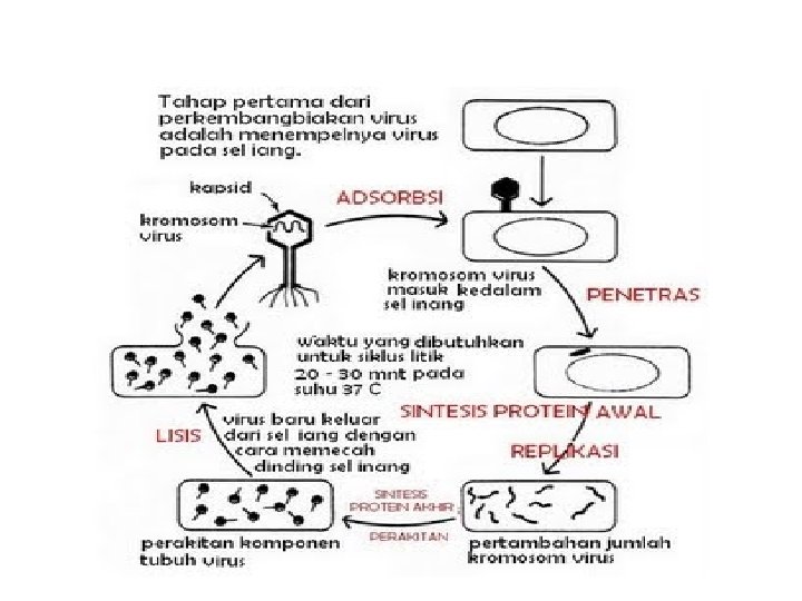 STRUKTUR MORFOLOGI DAN PERTUMBUHAN VIRUS CUT ASMAUL HUSNA