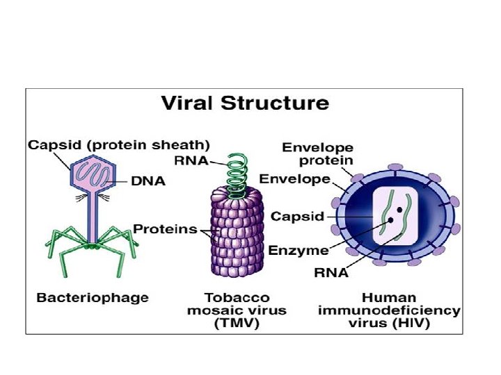 STRUKTUR MORFOLOGI DAN PERTUMBUHAN VIRUS CUT ASMAUL HUSNA