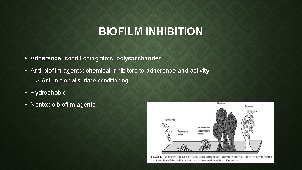 THE EFFECTS OF GATORADE AND SALINITY ON BIOFILMS
