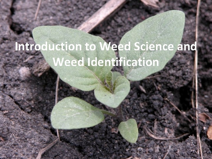 Introduction to Weed Science and Weed Identification Definition