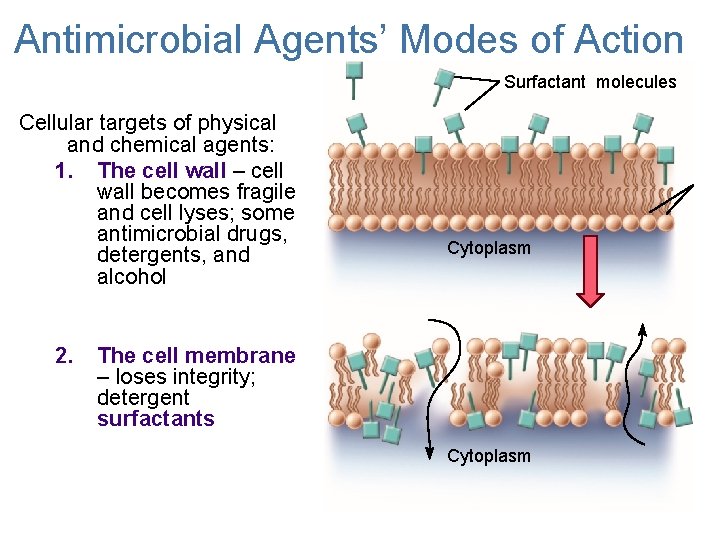 Chapter 11 Physical and Chemical Agents for Microbial